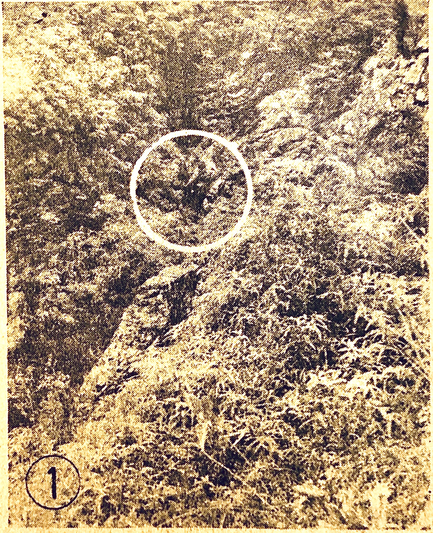 Cheong Ah Peng, the Father of Kalumpang – Museum Volunteers, JMM