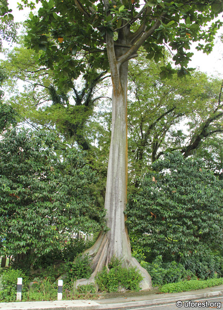 A Very Rough Guide To Gemencheh and Gemas – Museum Volunteers, JMM