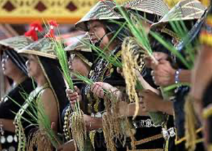 From Seed to Spirit: Tadau Ka’amatan – Museum Volunteers, JMM